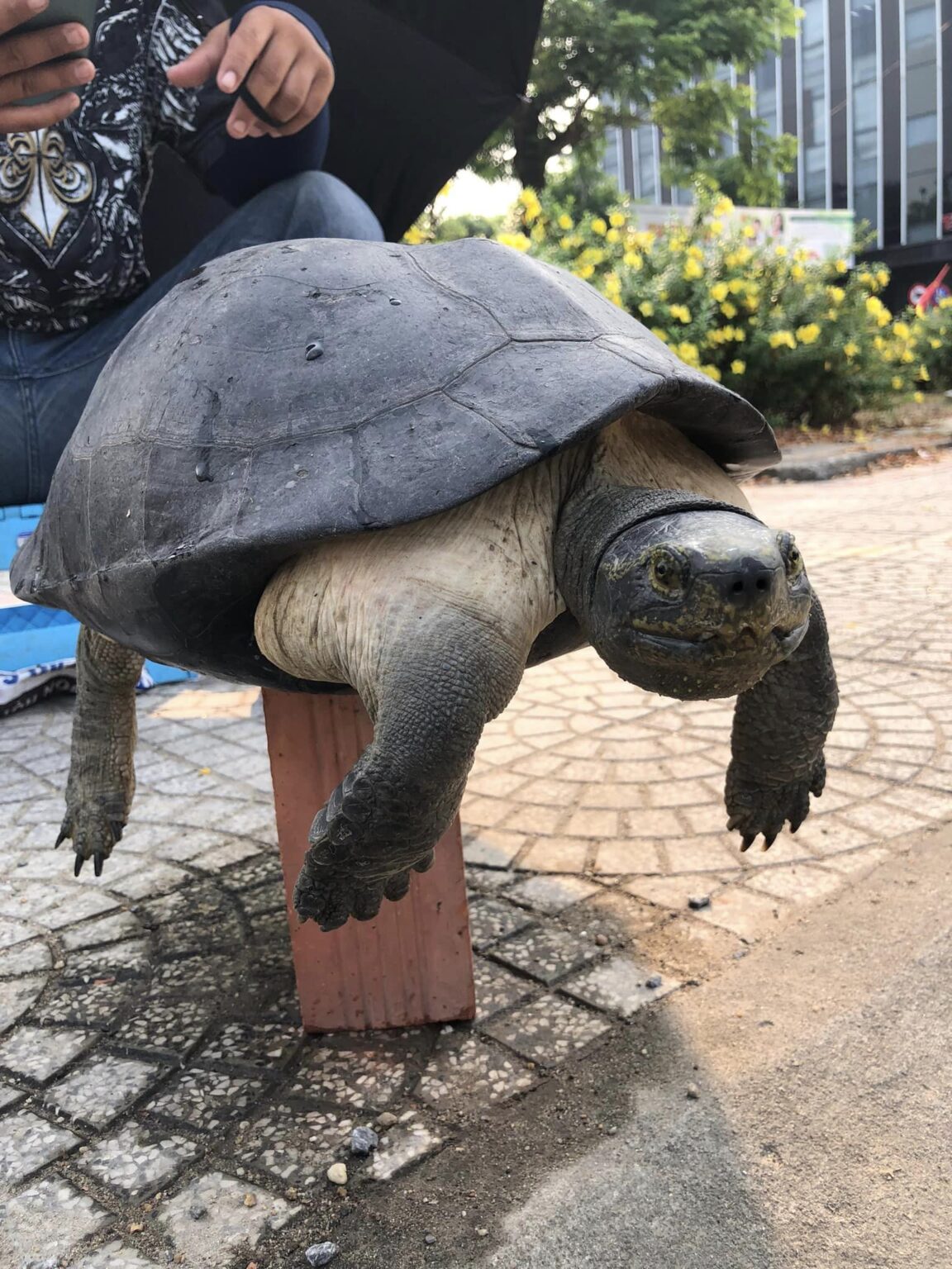 Phật tử Giác Sen: "Thấy chú rùa bị bán, tôi không nỡ bỏ đi..." - Mây ...